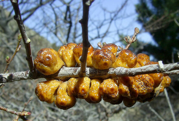 Guía de recolección de hongos comestibles de la Patagonia- Comarca Una ...